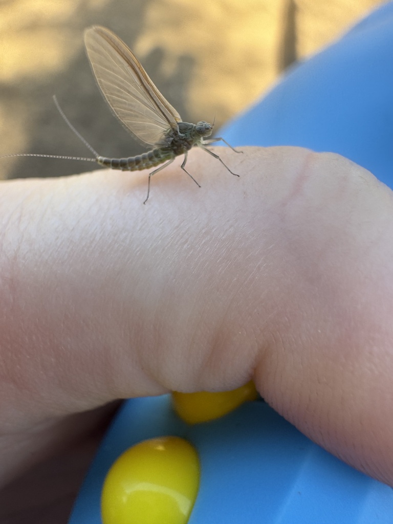 Small Mayflies from Walnut Dr, Alvarado, TX, US on February 26, 2025 at ...