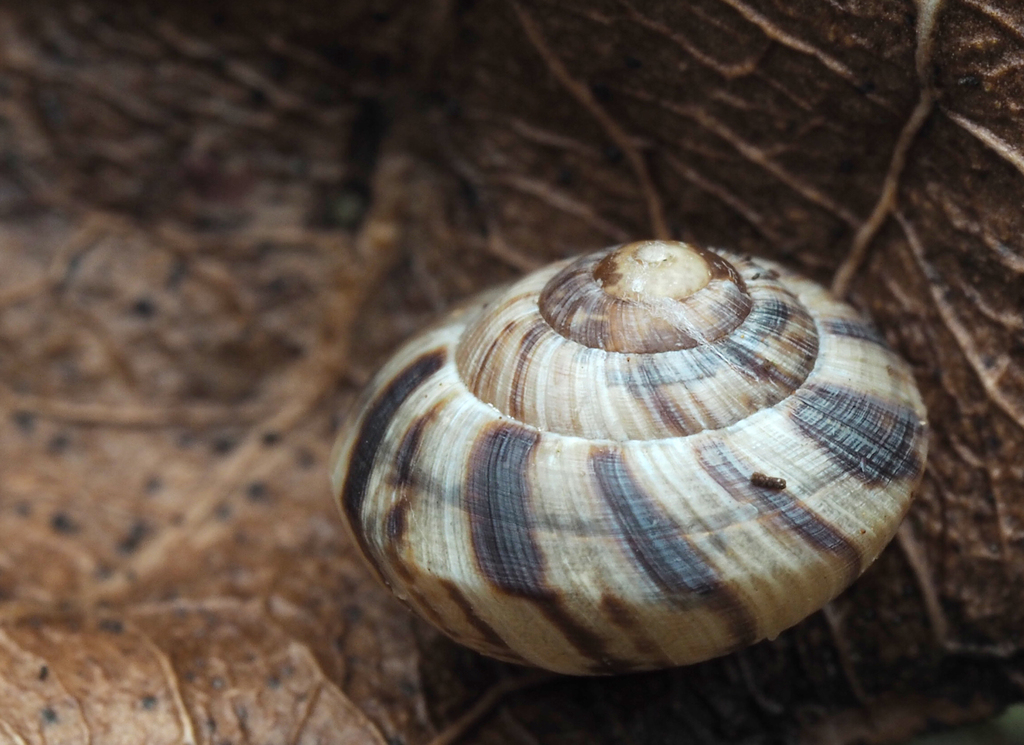 Serpho from Oropi 3173, New Zealand on February 27, 2025 at 05:16 PM by ...