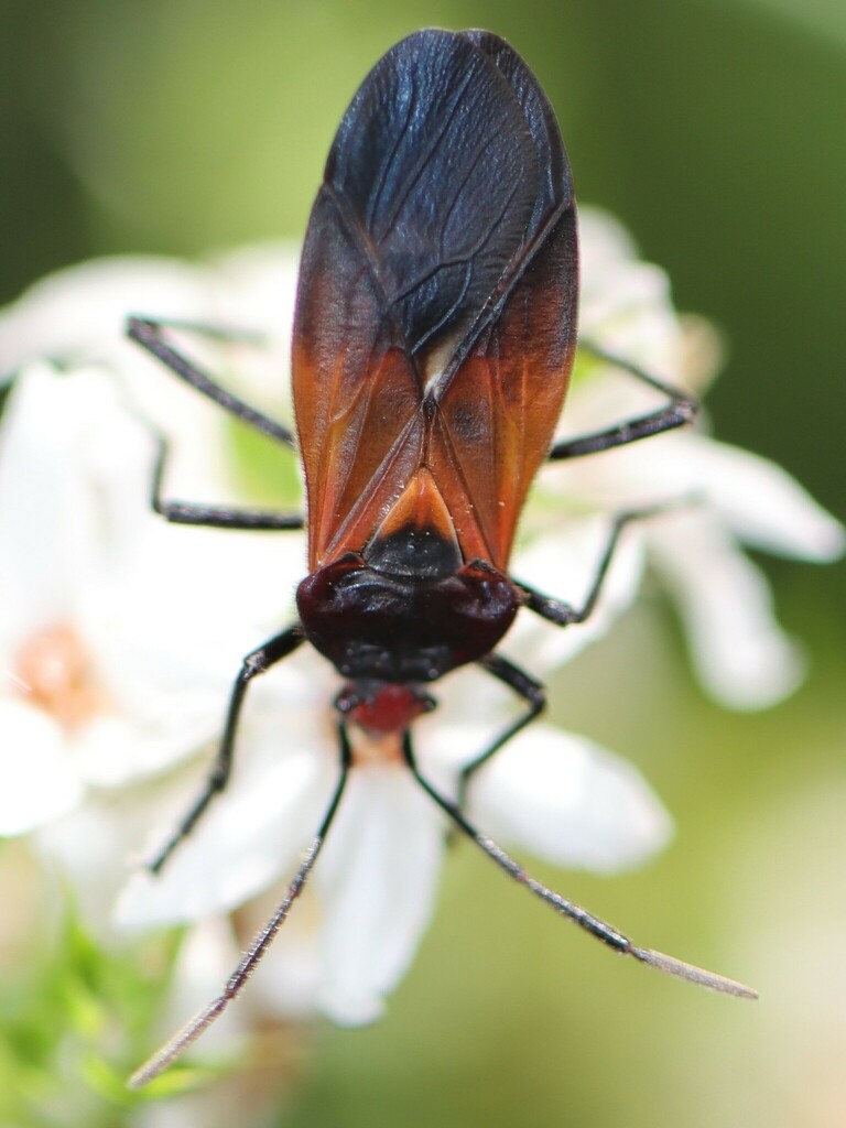 Milk Vine Bug from Blue Mountains, NSW, Australia on February 26, 2025 ...