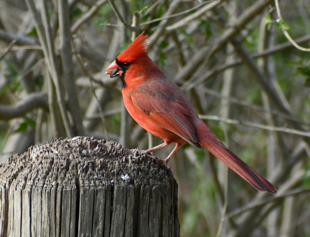 Northern Cardinal from Goliad County, TX, USA on February 27, 2025 at ...