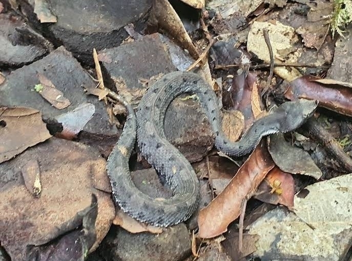 Rainforest Hognose Viper from El Burrito on February 27, 2025 at 11:58 ...