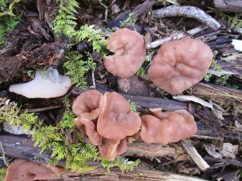 Discina warnei from Ricketts Glen State Park, Luzerne County, PA, USA ...