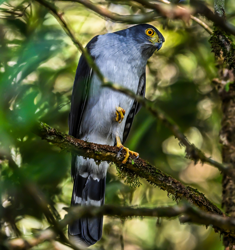 Bicolored Hawk from oasispanama.kml on February 27, 2025 by oasispanama ...