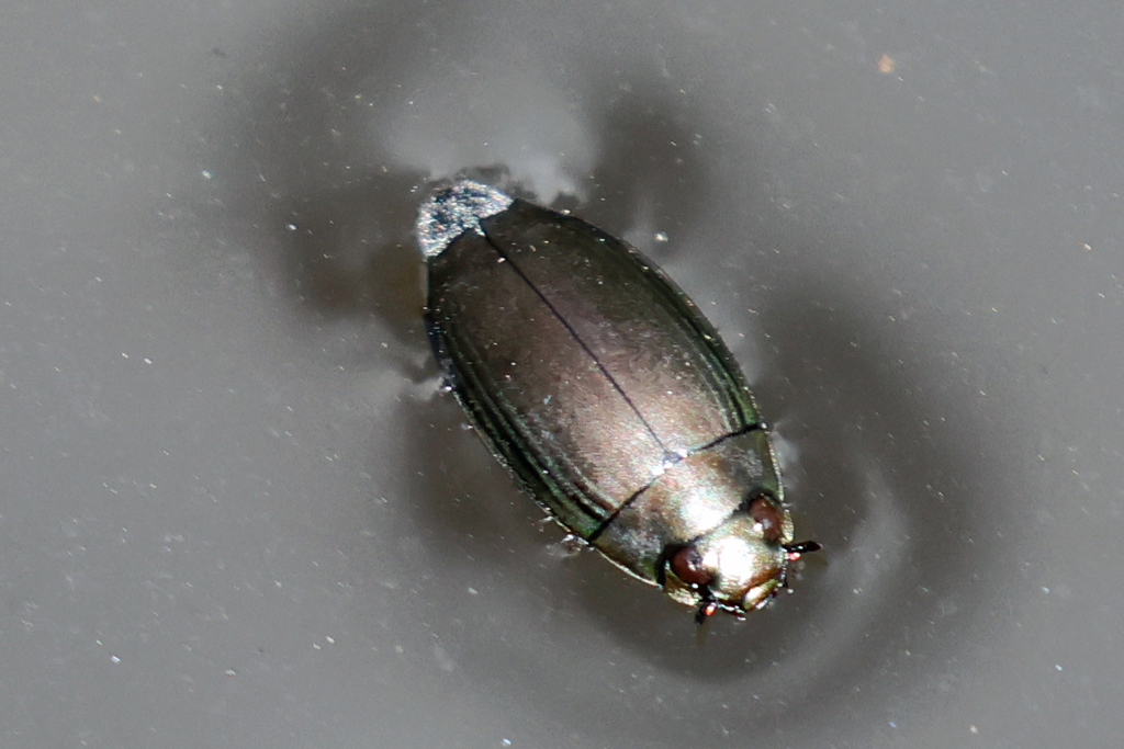 Macrogyrus from Ewen Maddock Dam, Landsborough QLD 4550, Australia on ...