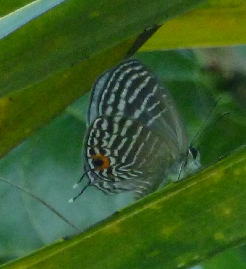 Jamides cleodus from Limao, Samal, Island Garden City of Samal, Davao ...