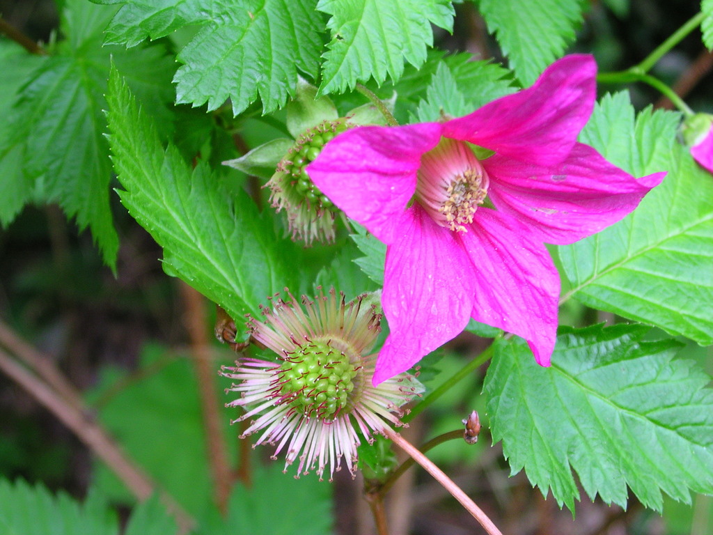 Rubus spectabilis spectabilis from Garcia, Washington, United States on ...