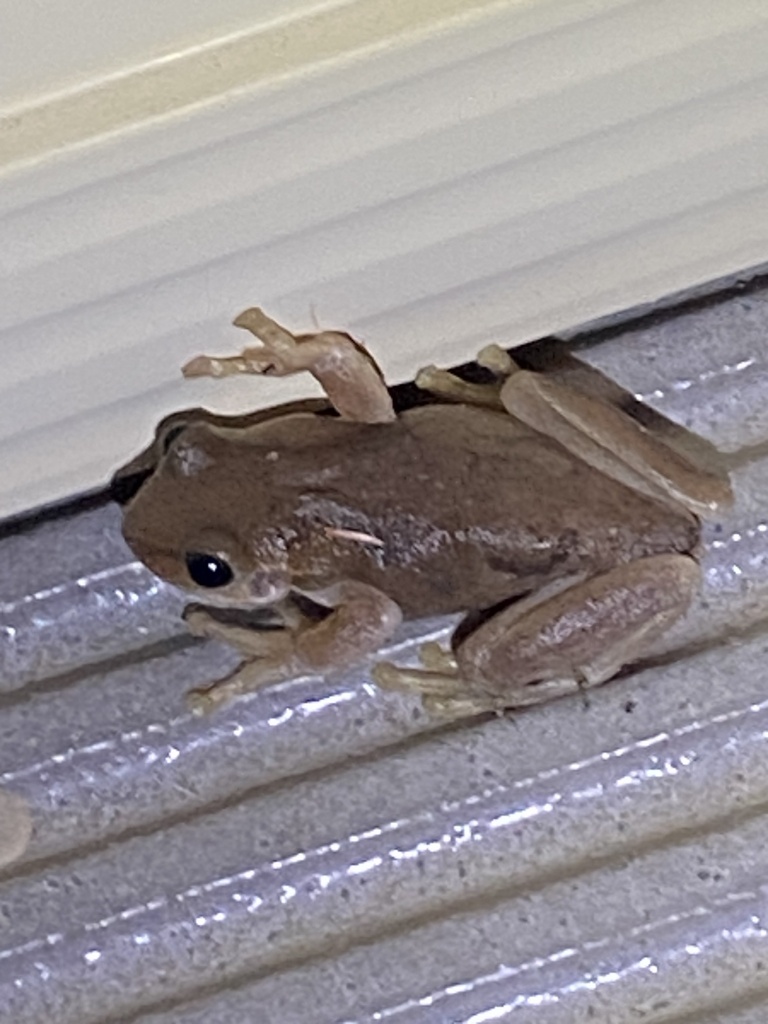 Bleating Tree Frog from O'Halloran Ave, Glen Innes, NSW, AU on February ...