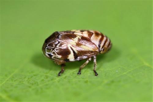 Tribe Clastopterini · iNaturalist