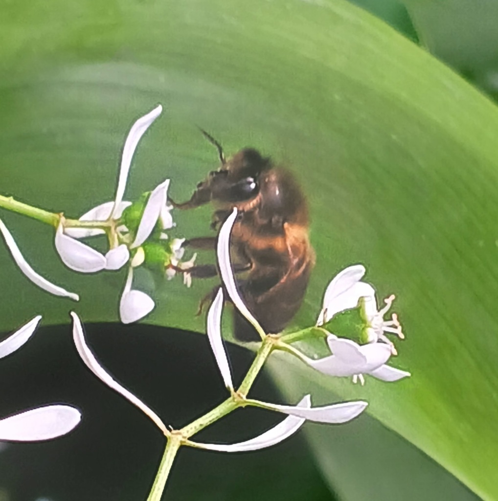 Western Honey Bee from Hospital Dr Nélio Mendonça on February 28, 2025 ...