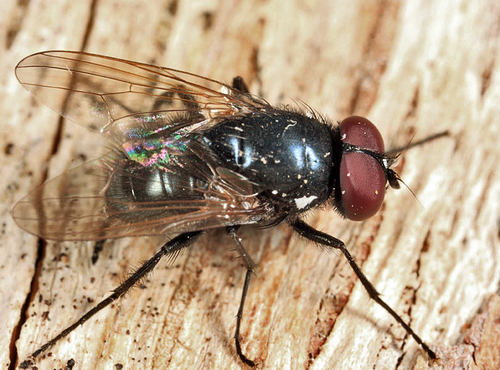 Hydrotaea ignava · iNaturalist Ecuador