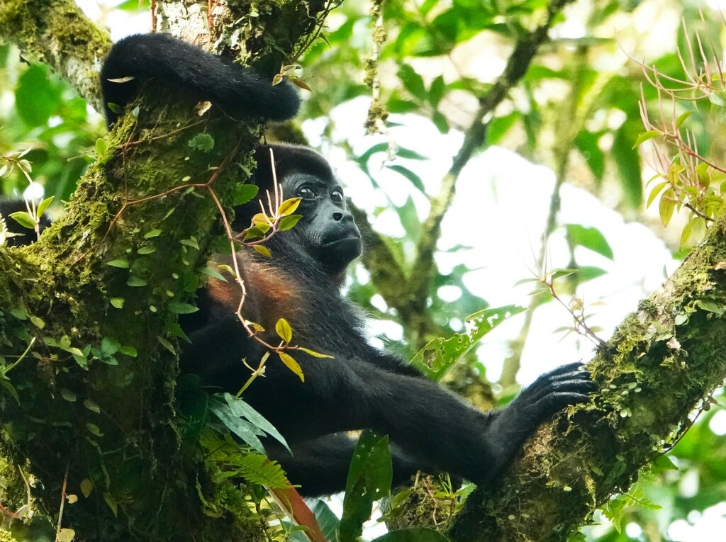 Mantled Howler Monkey from Heredia, Sarapiquí, Barrio Flaminia, Costa ...