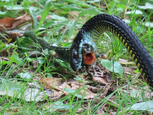 Common Boomslang (Dispholidus typus typus) - Snakes and Lizards