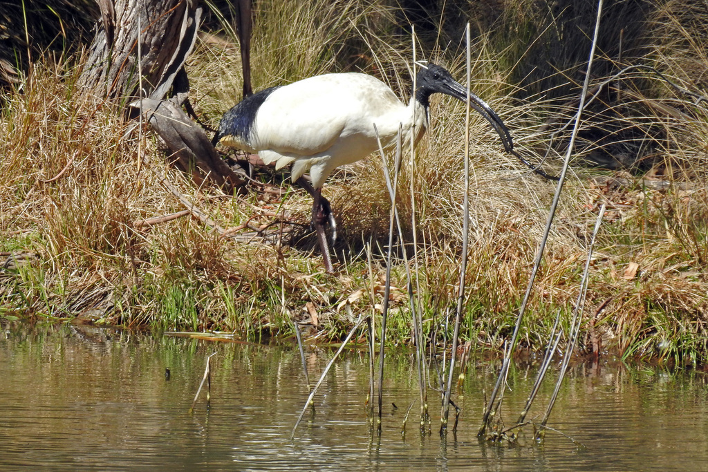 Australian White Ibis from Tidbinbilla Nature Reserve, ACT, Australia ...
