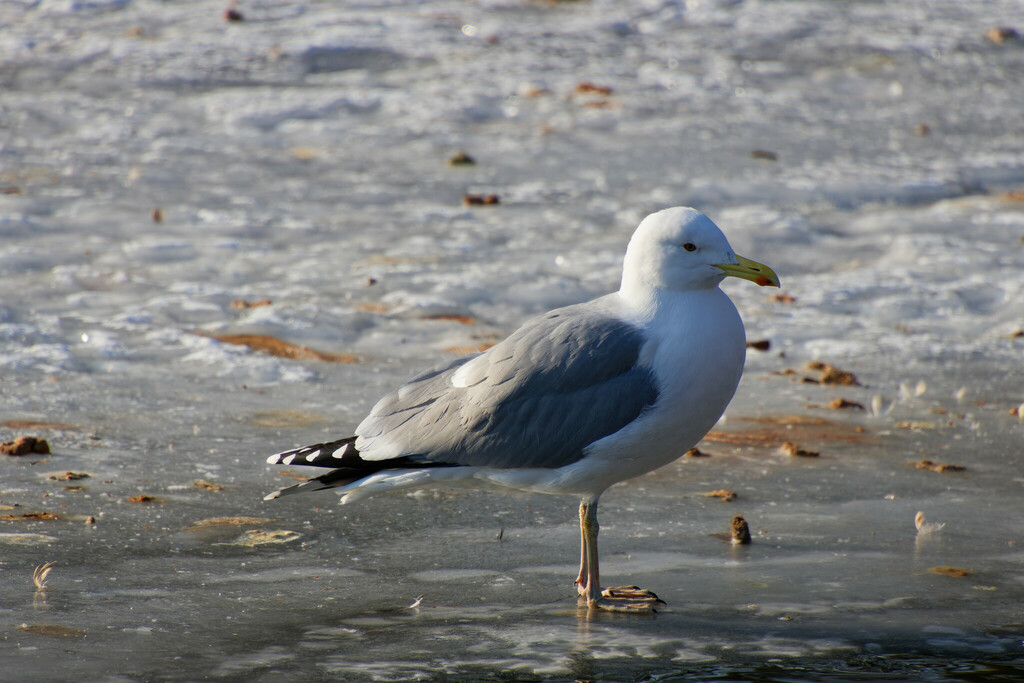 Large White-headed Gulls from Центральный административный округ ...