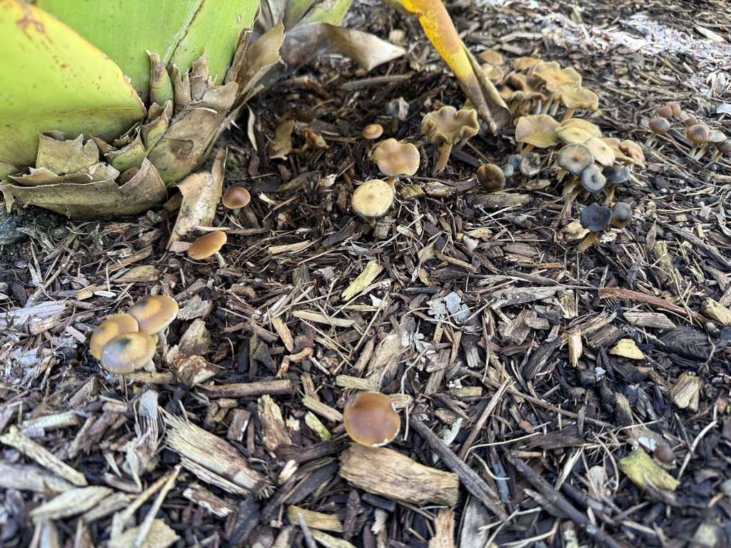 Psychedelic Ovoid Mushroom in February 2025 by San Diego Mycological ...