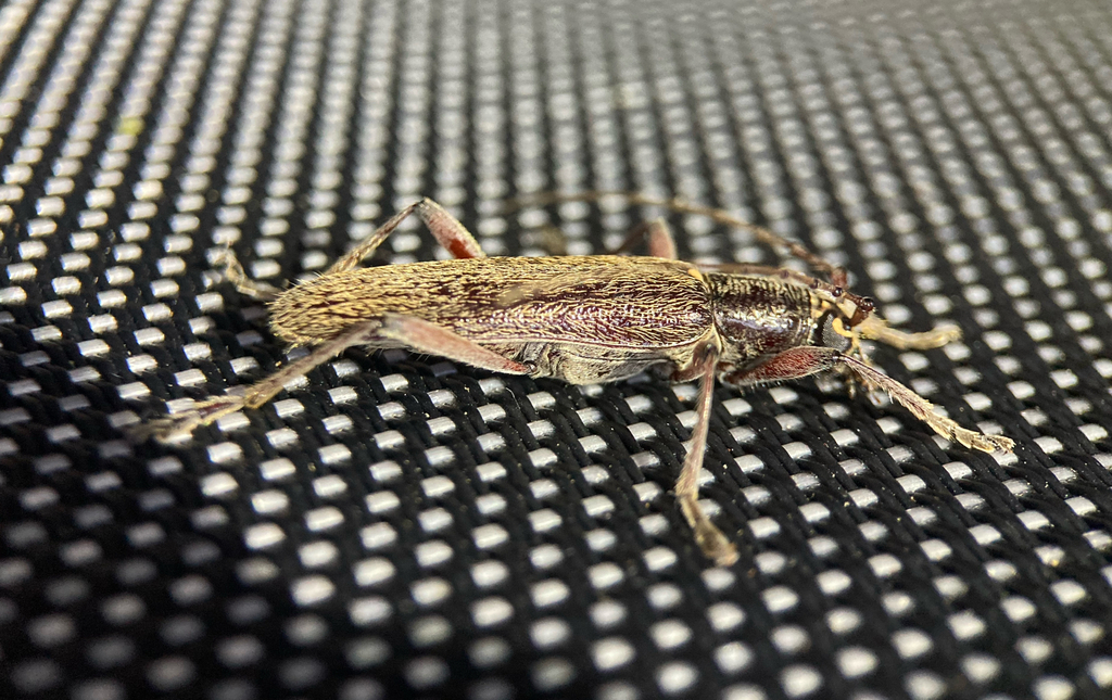 Lemon tree borer from Wellington, NZ-WG, NZ on March 1, 2025 at 07:19 ...