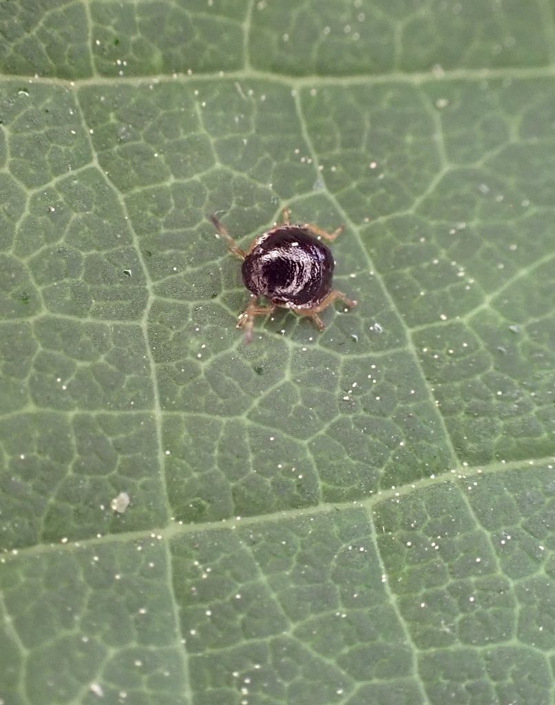 Winged and Once-winged Insects from Douglasdale, Calgary, AB T2Z ...