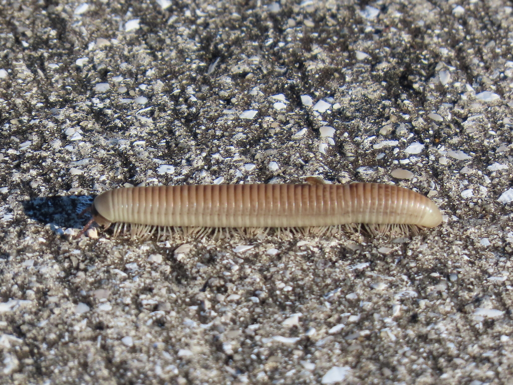Florida Ivory Millipede from Pine Glades Natural Area on February 28 ...