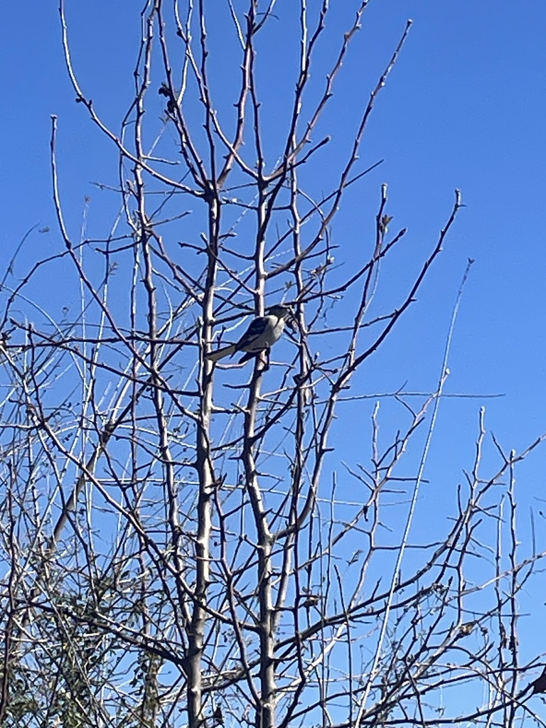 Northern Mockingbird from University of North Texas - Discovery Park ...