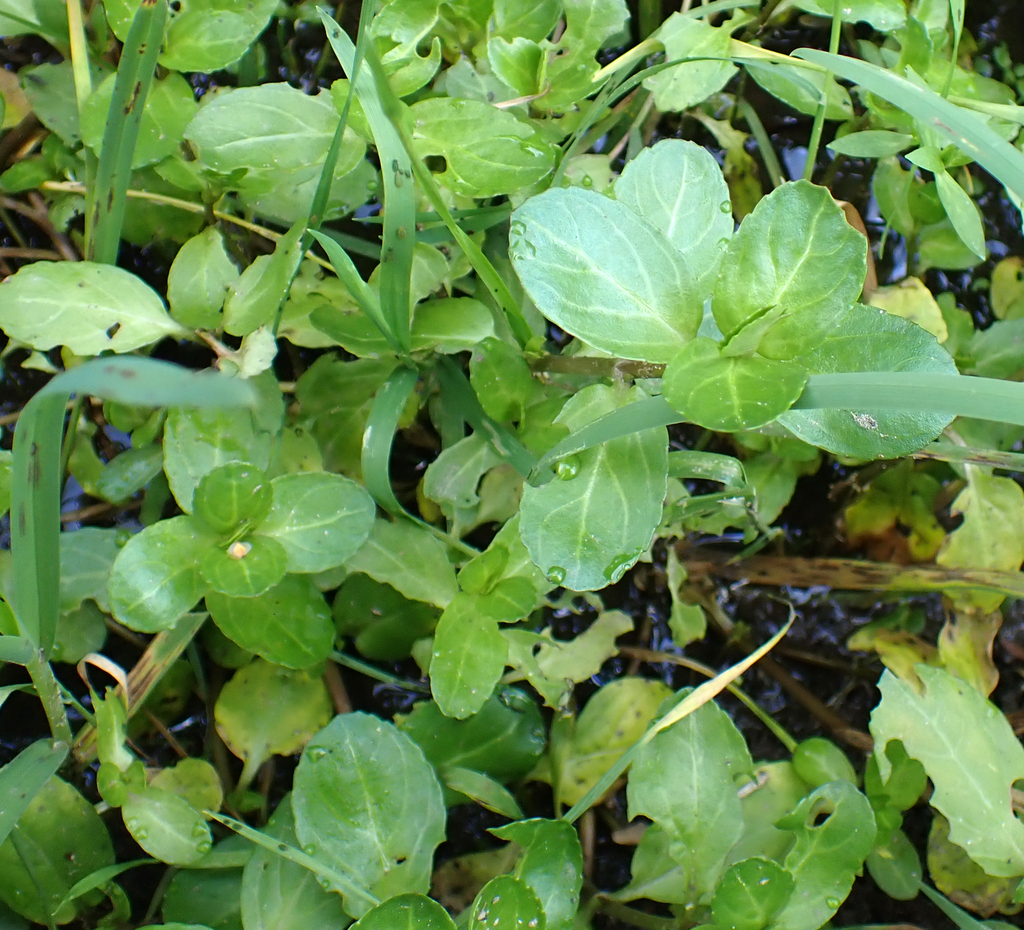 Brooklime from Cheshire East, UK on 04 October, 2024 at 12:05 PM by A ...