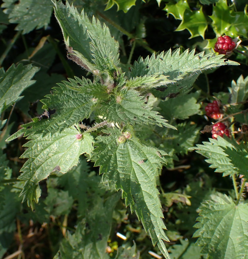 great stinging nettle from Cheshire East, UK on October 4, 2024 at 12: ...