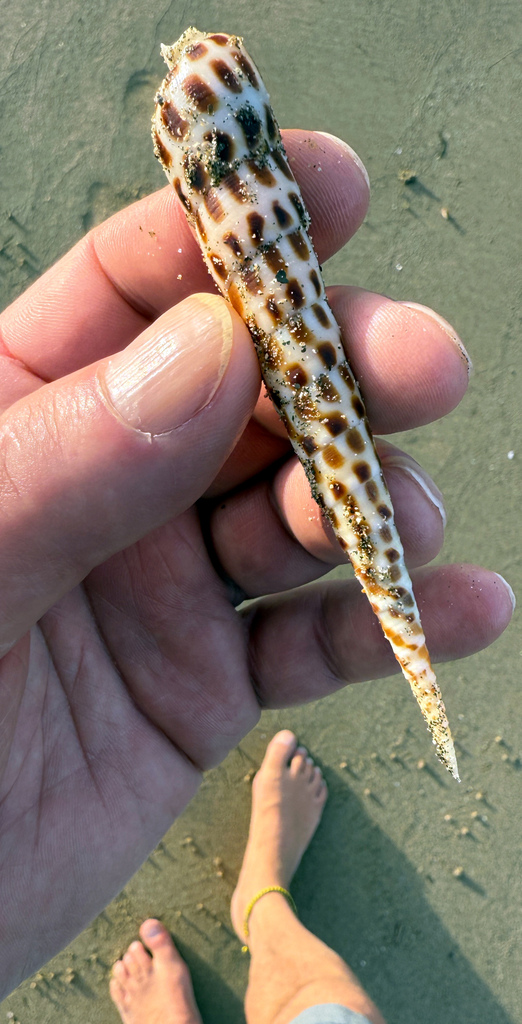 Terebrinae from Marsa 'Alam, Al Bahr al Ahmar, Egypt on February 18 ...