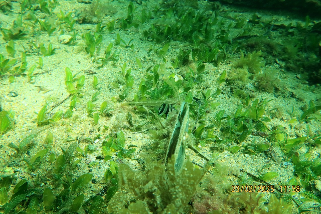 Western Talma from Edithburgh Jetty on February 23, 2025 at 11:58 AM by ...