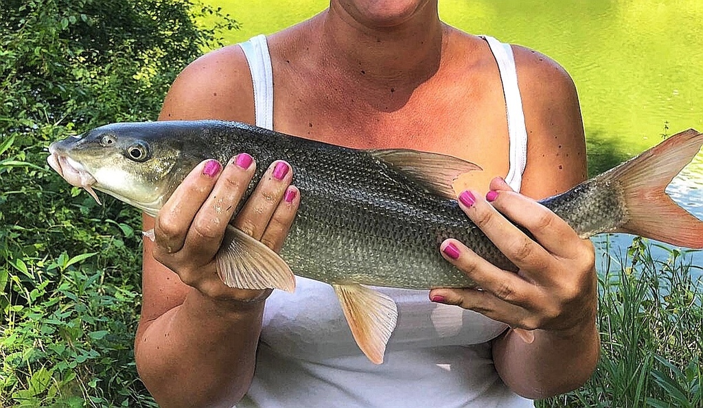 Common Barbel (Barbus barbus) - Marine Life Identification