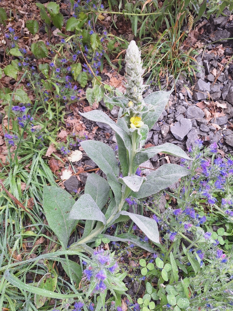 great mullein from Kaikoura Flat, Kaikōura, New Zealand on February 26 ...