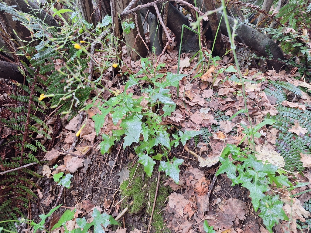 Wall Lettuce from Kaikoura Flat, Kaikōura, New Zealand on February 26 ...