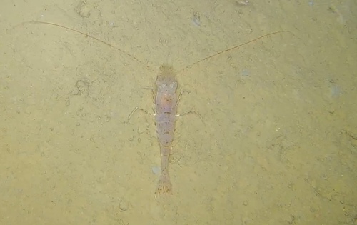 Notocrangon antarcticus · iNaturalist