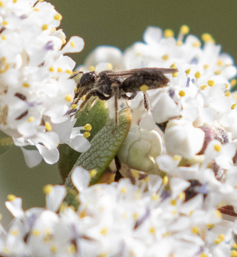 Panurginus from Knobcone Point Road, Mount Diablo State Park, Contra ...