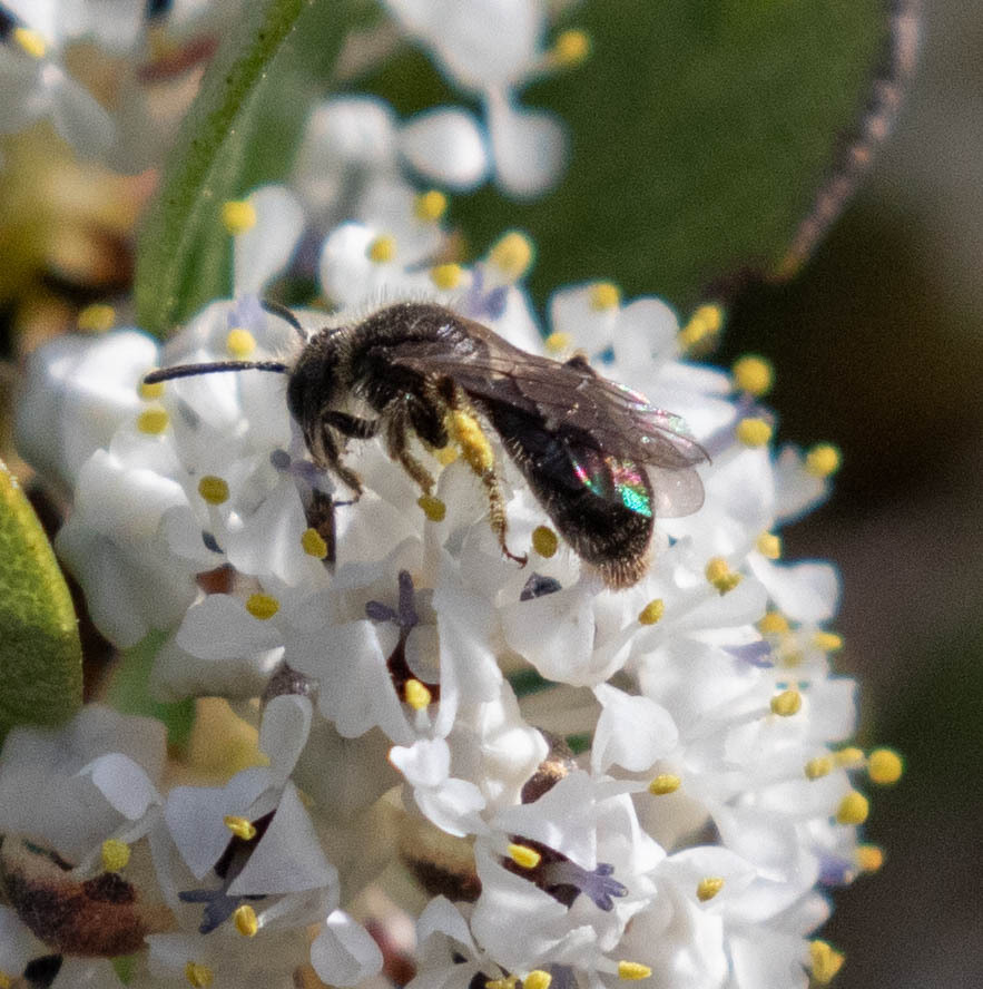 Panurginus from Knobcone Point Road, Mount Diablo State Park, Contra ...