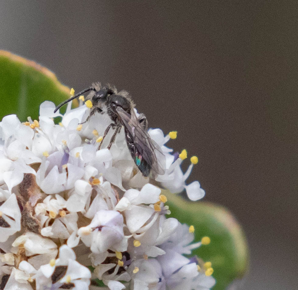 Panurginus from Knobcone Point Road, Mount Diablo State Park, Contra ...