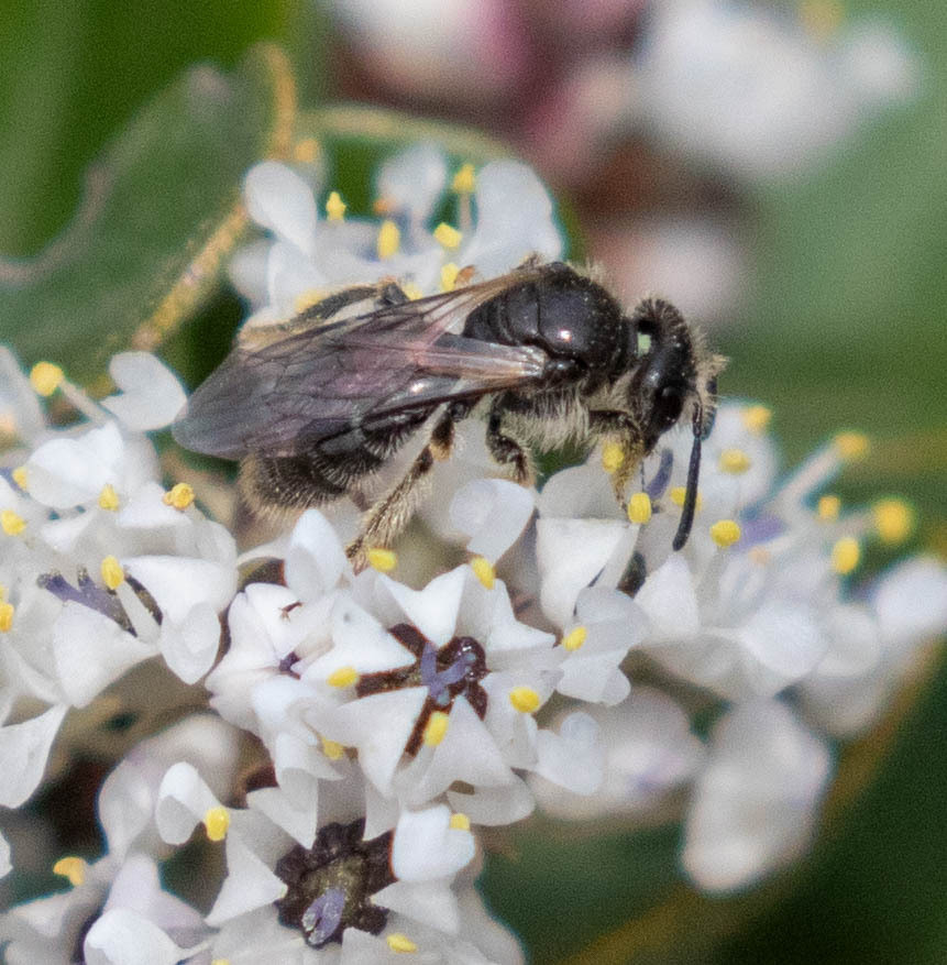 Panurginus from Knobcone Point Road, Mount Diablo State Park, Contra ...