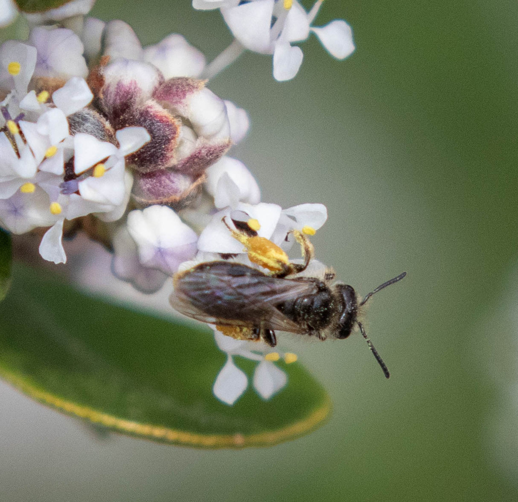 Panurginus from Knobcone Point Road, Mount Diablo State Park, Contra ...