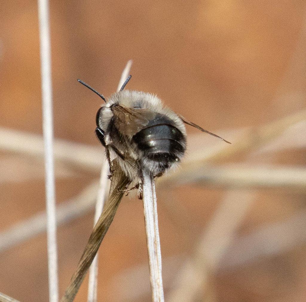 Common Digger Bees from Knobcone Point Road, Mount Diablo State Park ...