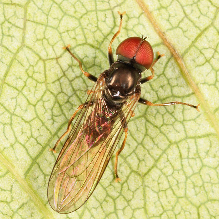 Cephalops from Whitefield, NH, USA on June 29, 2010 at 06:36 PM by Tom ...