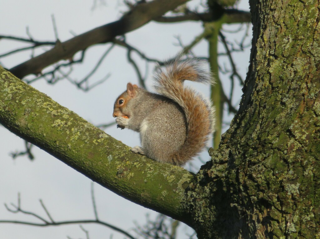 Eastern Gray Squirrel from Bitts Park to Engine Loaning Walk, Carlisle ...