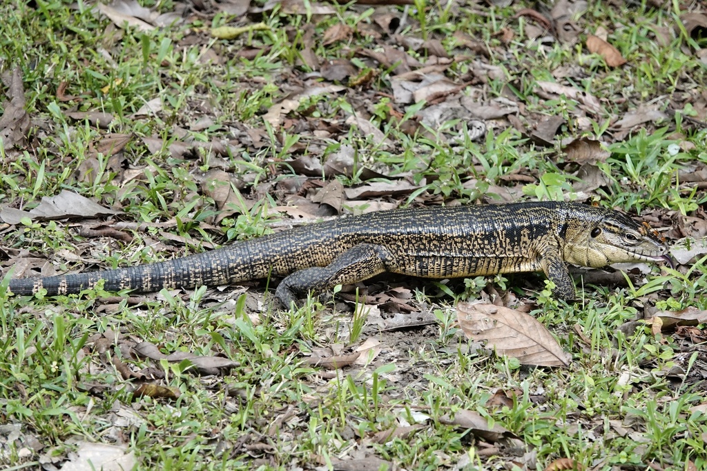 Cryptic Golden Tegu from Caño Ovejas, Mapiripán, Meta, CO on November ...