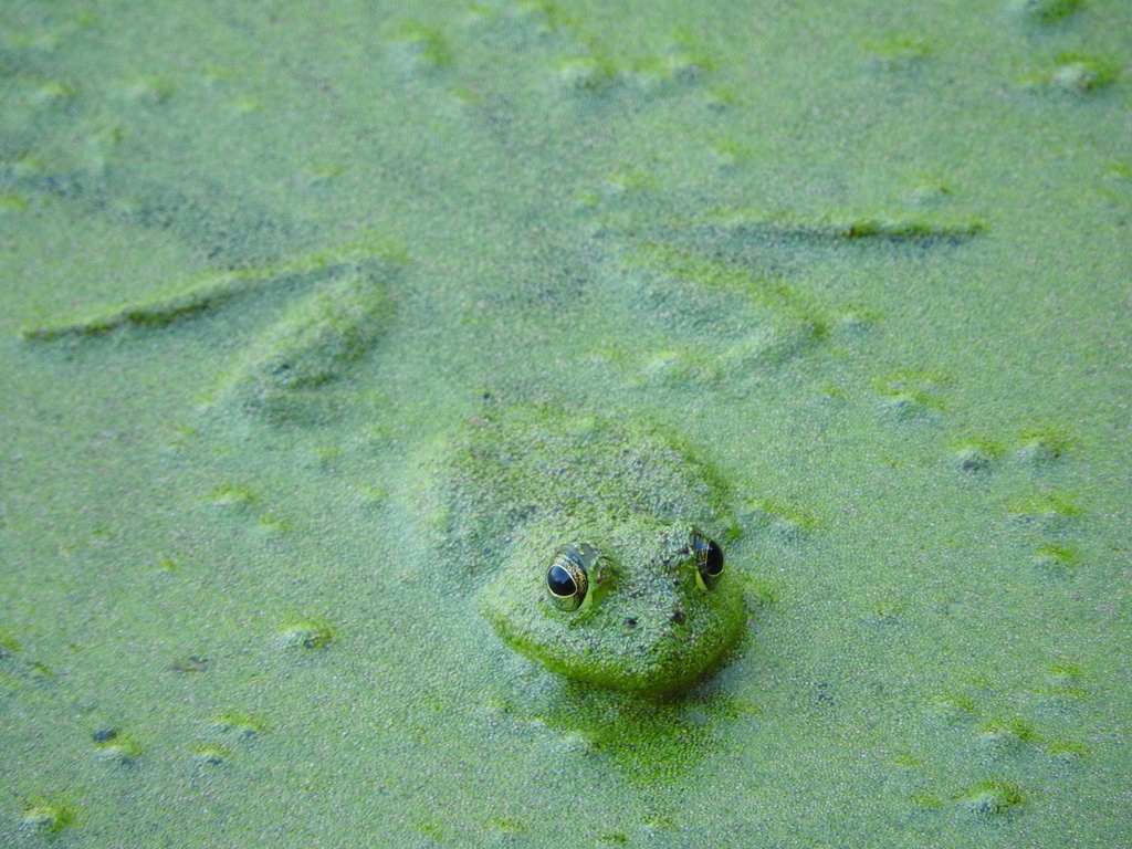 American Bullfrog from Thurston, Washington, United States on September ...