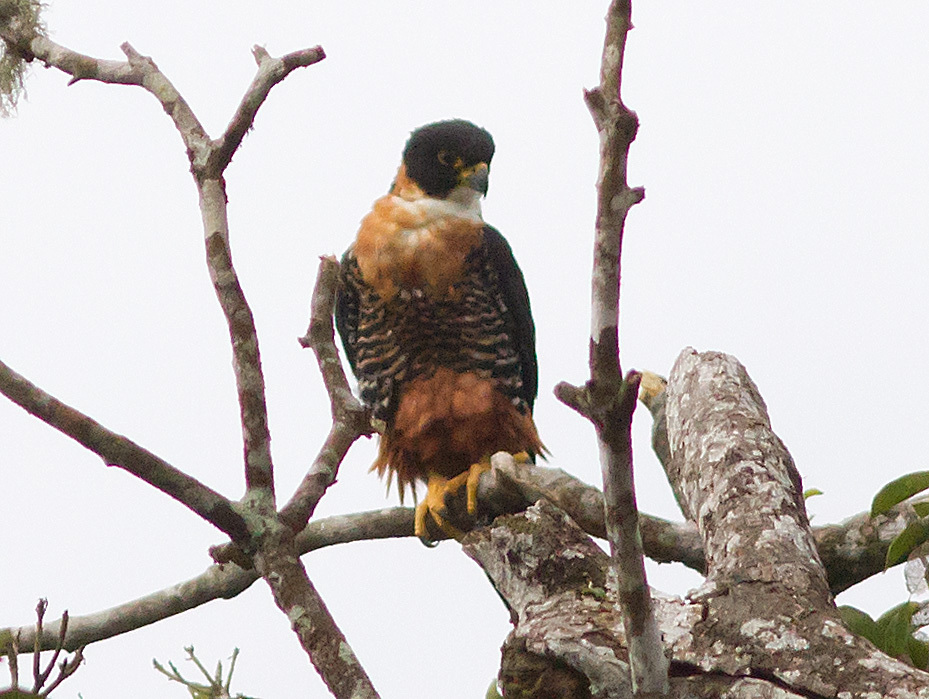 Orange-breasted Falcon (Falco deiroleucus) - Avian Discovery