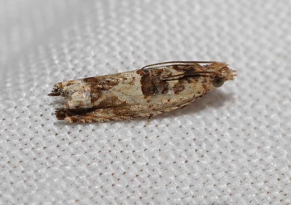 Cotton Tipworm Moth from Witta QLD 4552, Australia on February 28, 2025 ...