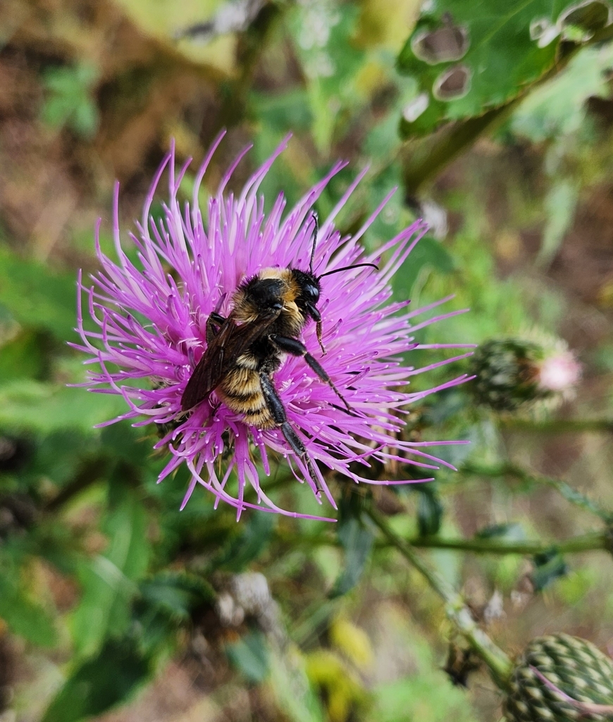 American Bumble Bee from North Pine, NE, USA on September 23, 2023 at ...