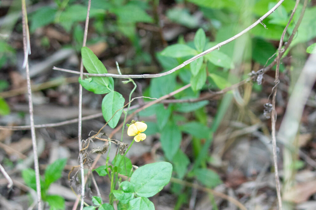 Wild Cowpea from Hancock, Cape Coral, FL, USA on February 22, 2025 at ...