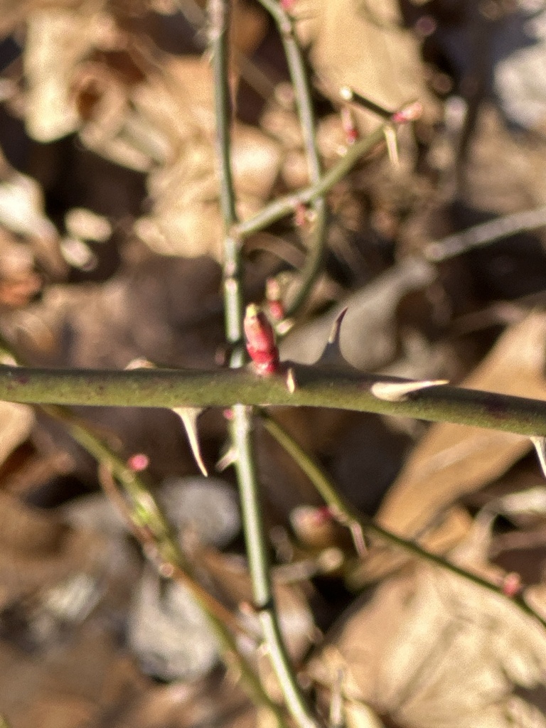multiflora rose from Van Cortlandt Park, New York, NY, US on February ...