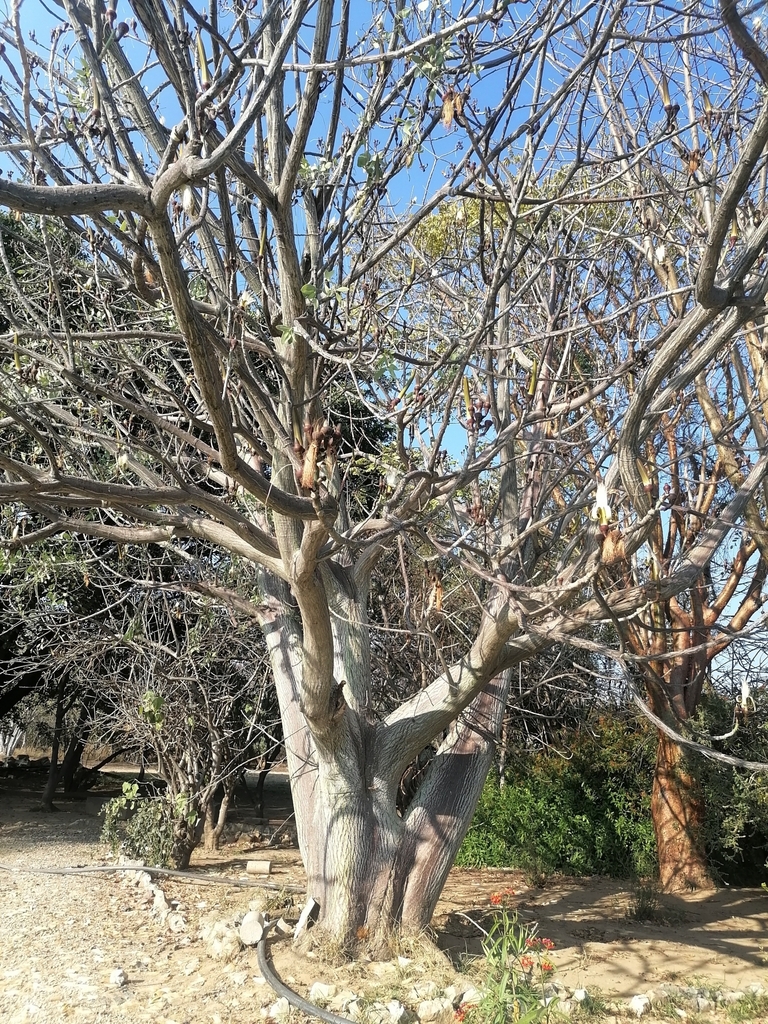 Shaving Brush Tree from Area sin Asignacion de Nombre de Colonia, Santa ...