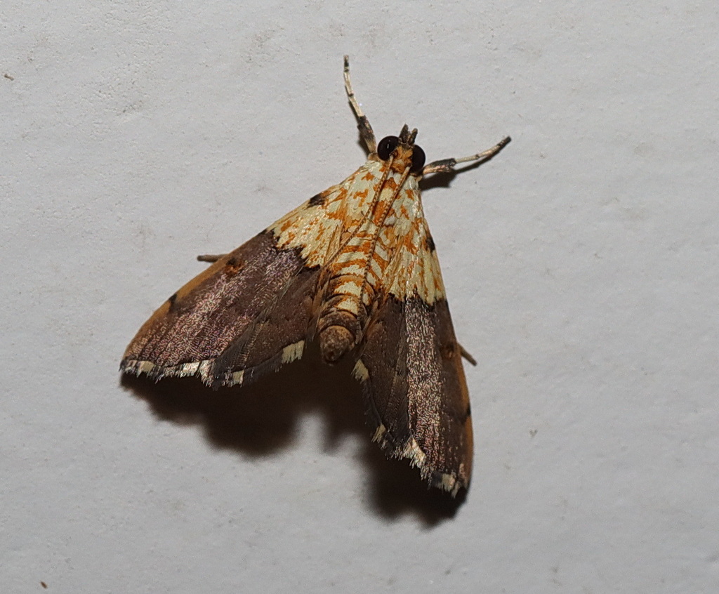 Agrotera genuflexa from Witta QLD 4552, Australia on February 28, 2025 ...