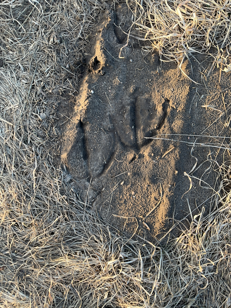 Trumpeter Swan from Scandia on February 28, 2025 at 05:22 PM by Ann ...