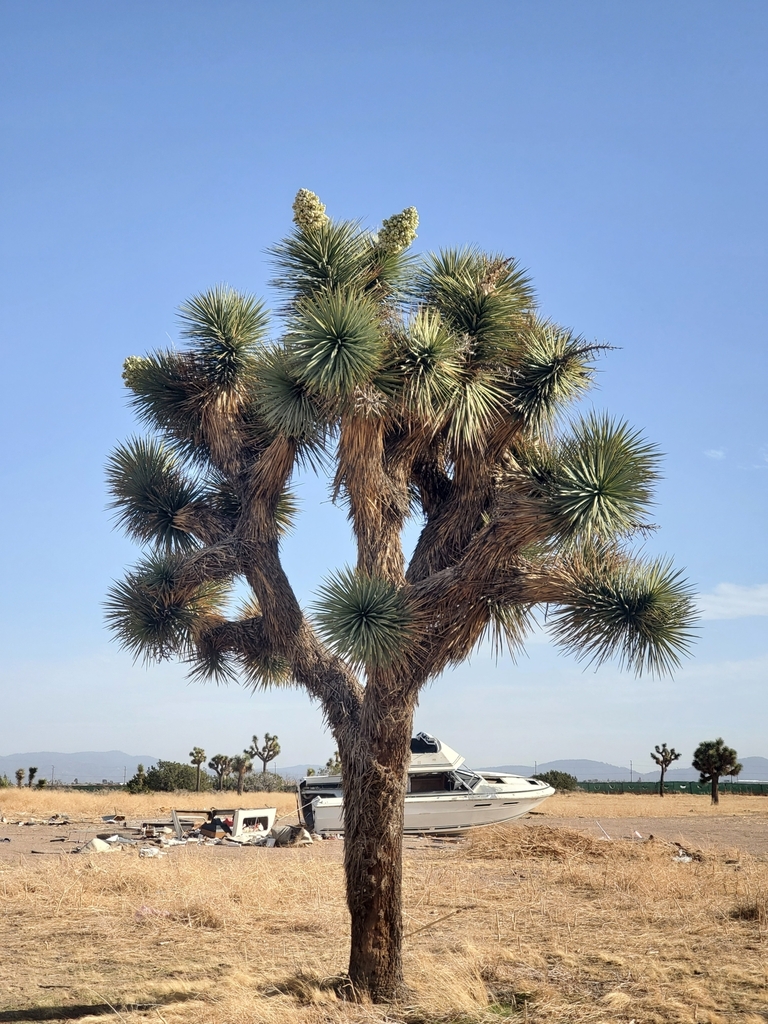 Western Joshua Tree from Hesperia, CA, USA on February 28, 2025 at 03: ...